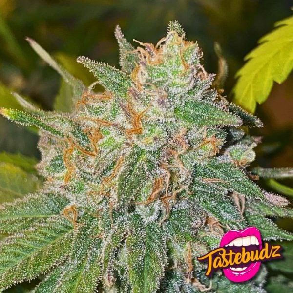 Ultimate Candy Cannabis Strains Guide – Sweet Terpenes Explained 2026