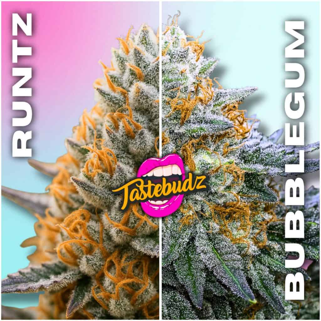 Yuzu Sour Strain – Autoflowering Cannabis Seeds | Best Citrus Strain UK ...