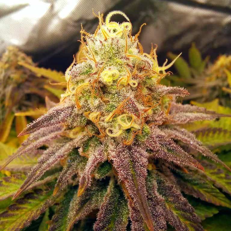 Ultimate Candy Cannabis Strains Guide – Sweet Terpenes Explained 2026
