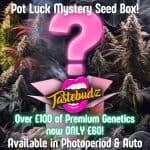 Cannabis Seeds - Tastebudz Genetics Cannabis Seeds