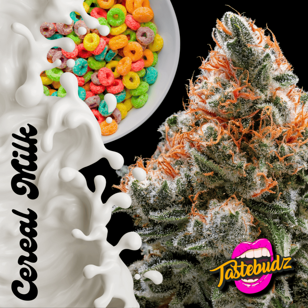 Home - Tastebudz Genetics Cannabis Seeds