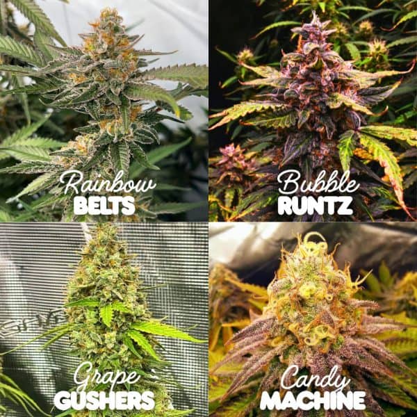 Ultimate Candy Cannabis Strains Guide – Sweet Terpenes Explained 2026